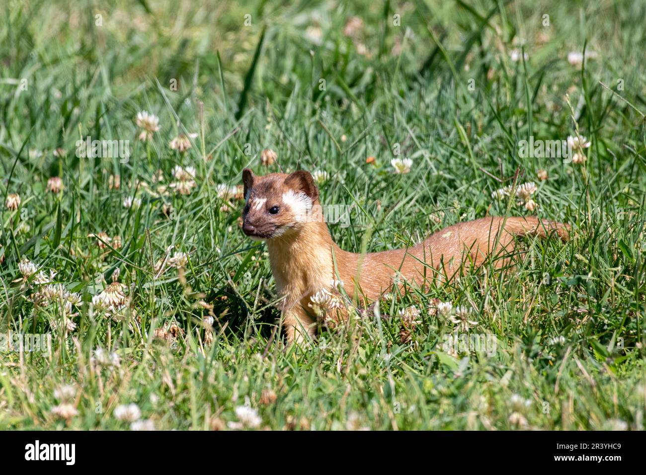 Long-tailed weasel closeup in field Stock Photo - Alamy