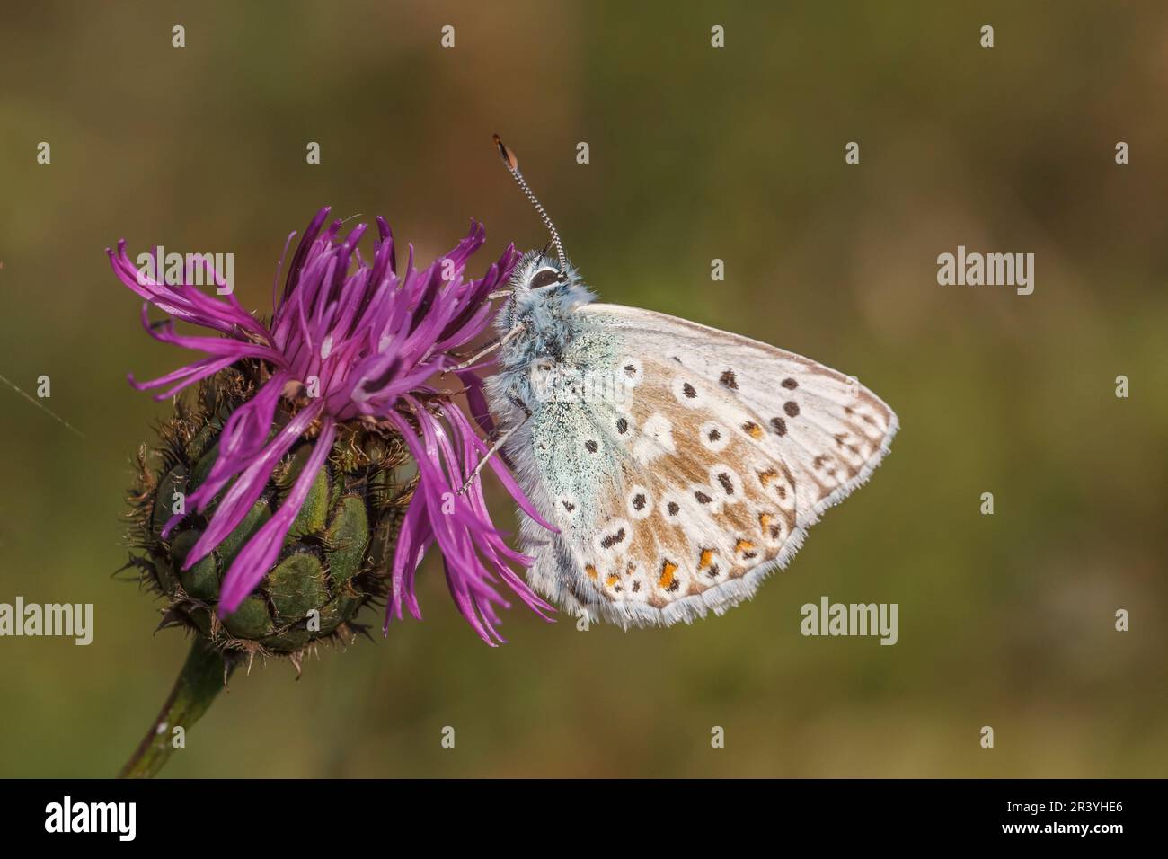 Lysandra coridon, syn. Polyommatus coridon (male), known as Chalkhill ...