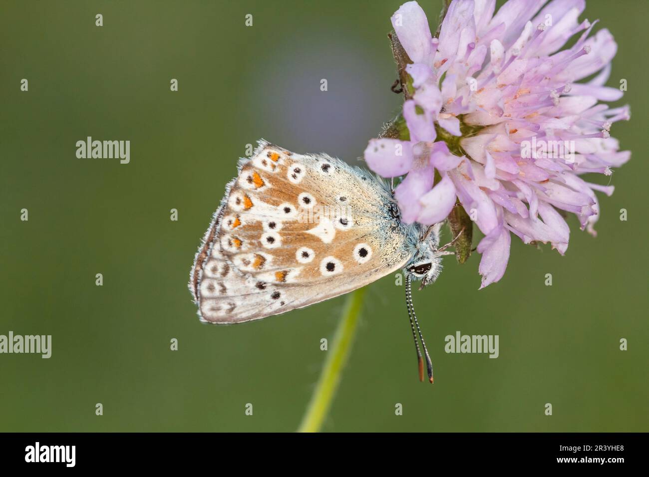 Lysandra coridon, syn. Polyommatus coridon (male), known as Chalkhill ...