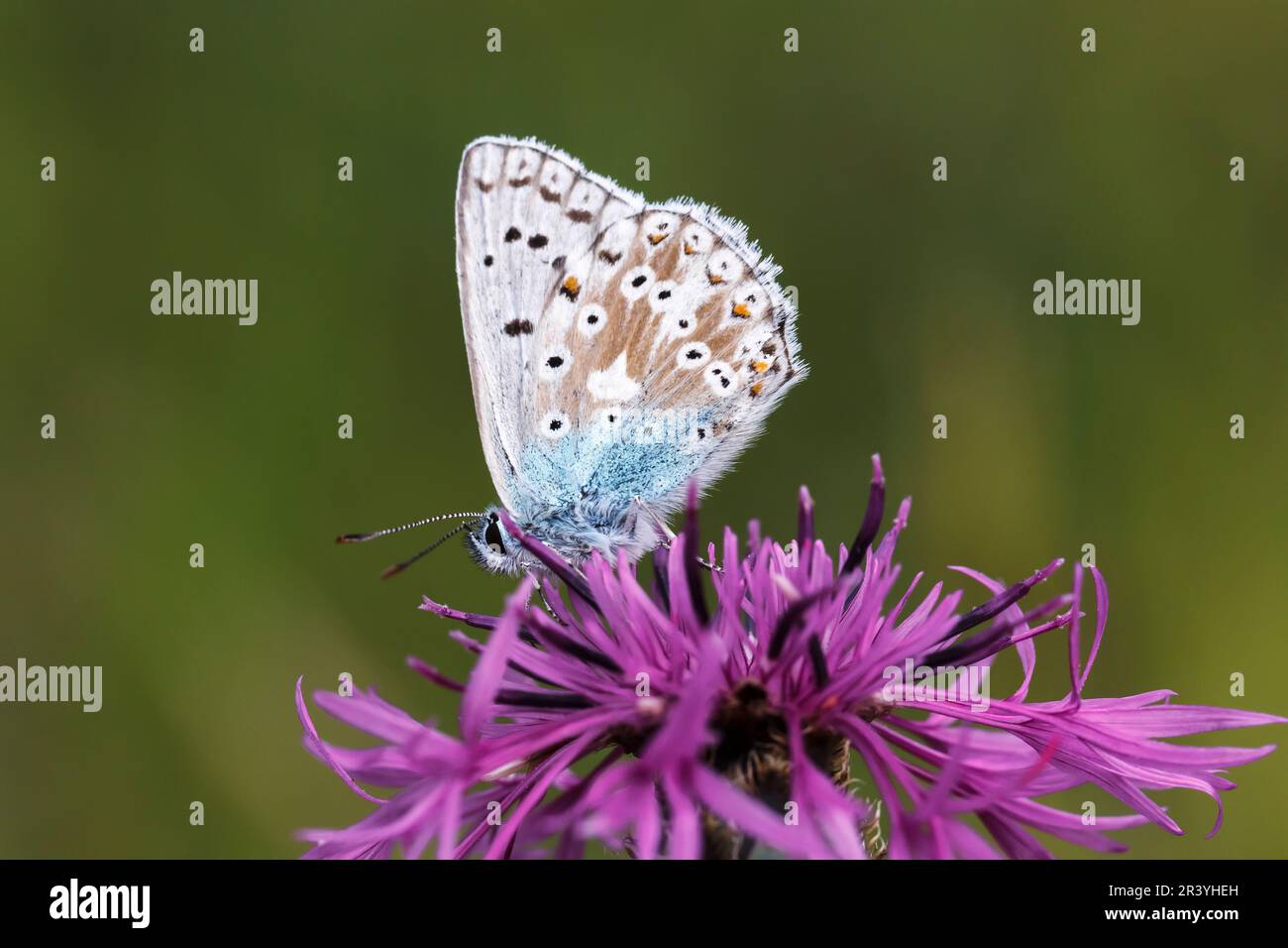 Lysandra coridon, syn. Polyommatus coridon (male), known as Chalkhill ...