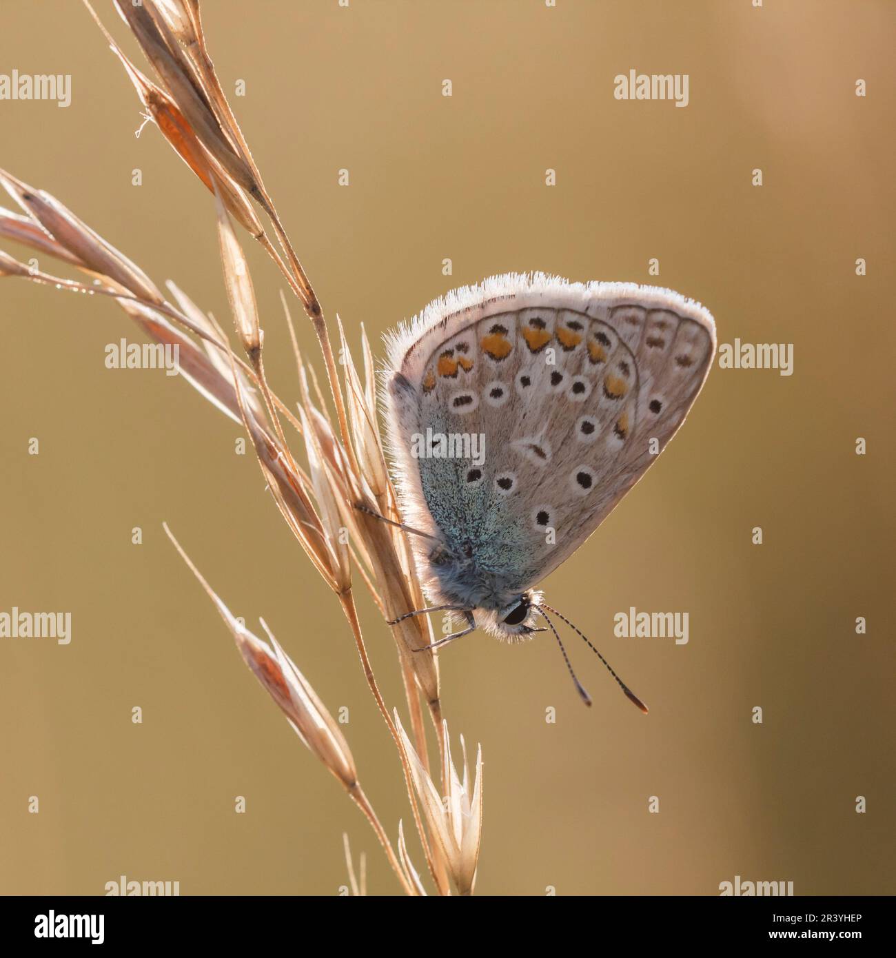Polyommatus icarus, known as the Common blue butterfly, Common blue ...