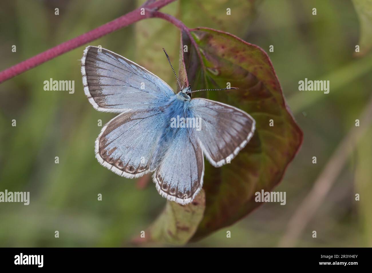 Lysandra coridon, syn. Polyommatus coridon (male), known as Chalkhill ...