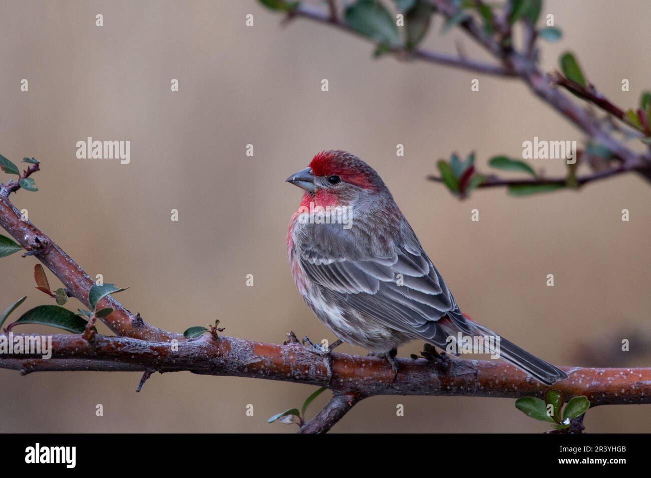 Cassin's finch on a perch Stock Photo - Alamy