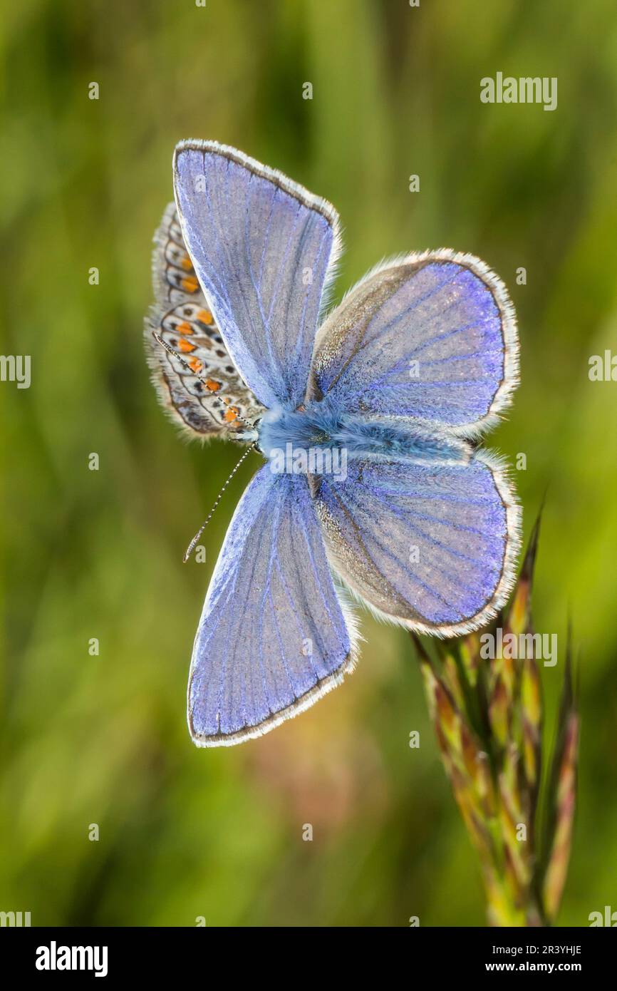 Polyommatus icarus (male butterfly) known as Common blue butterfly ...