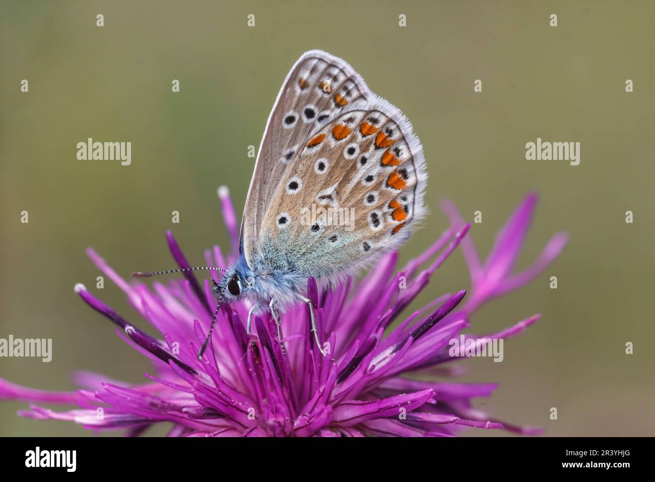 Polyommatus icarus (male butterfly) known as Common blue butterfly ...