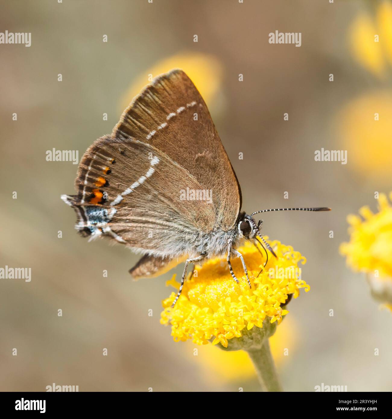 Satyrium spini, known as the Blue spot hairstreak, Blue-spot, Blue-spot ...