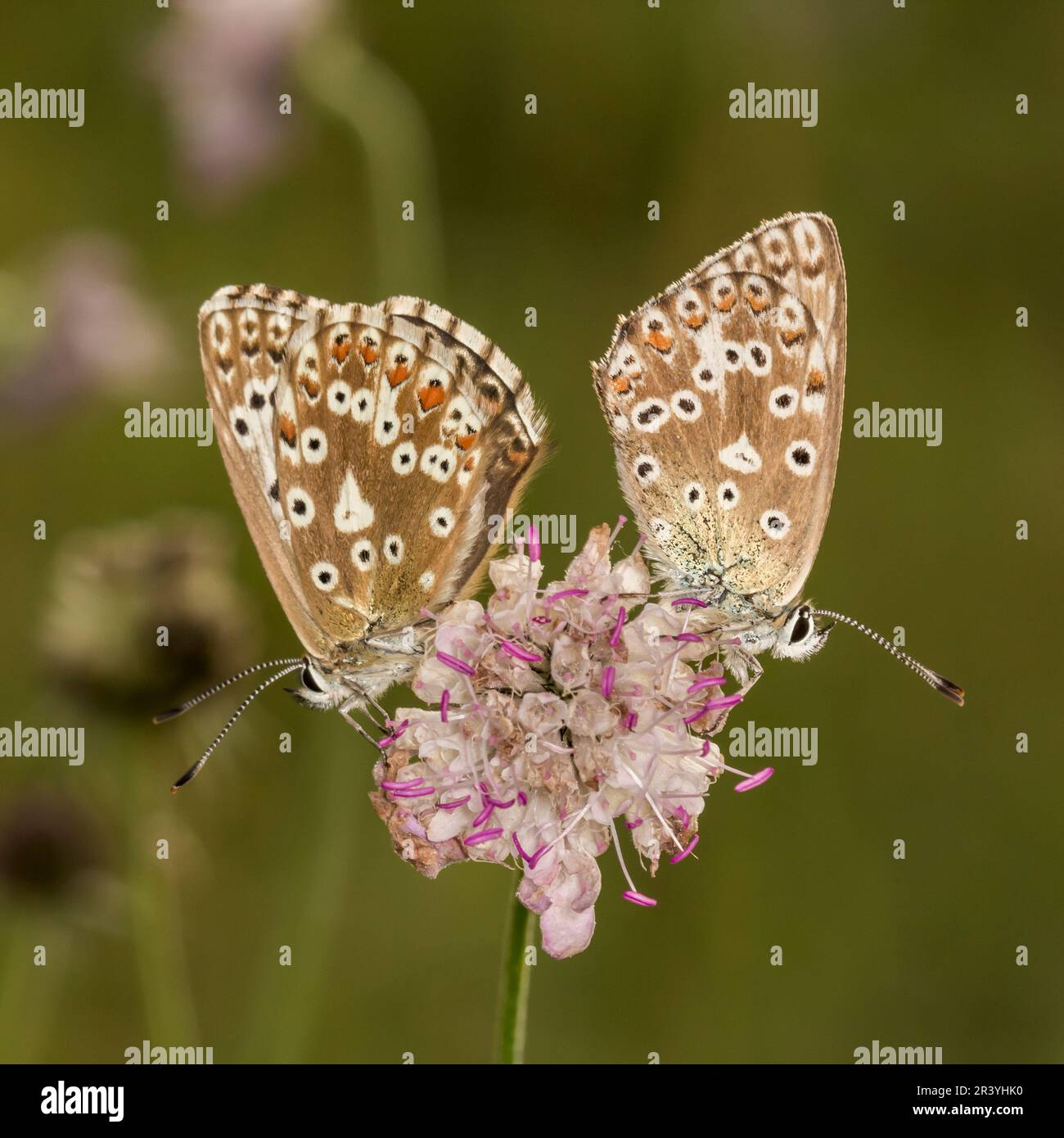 Lysandra coridon, Polyommatus coridon, (female butterfly), known as ...