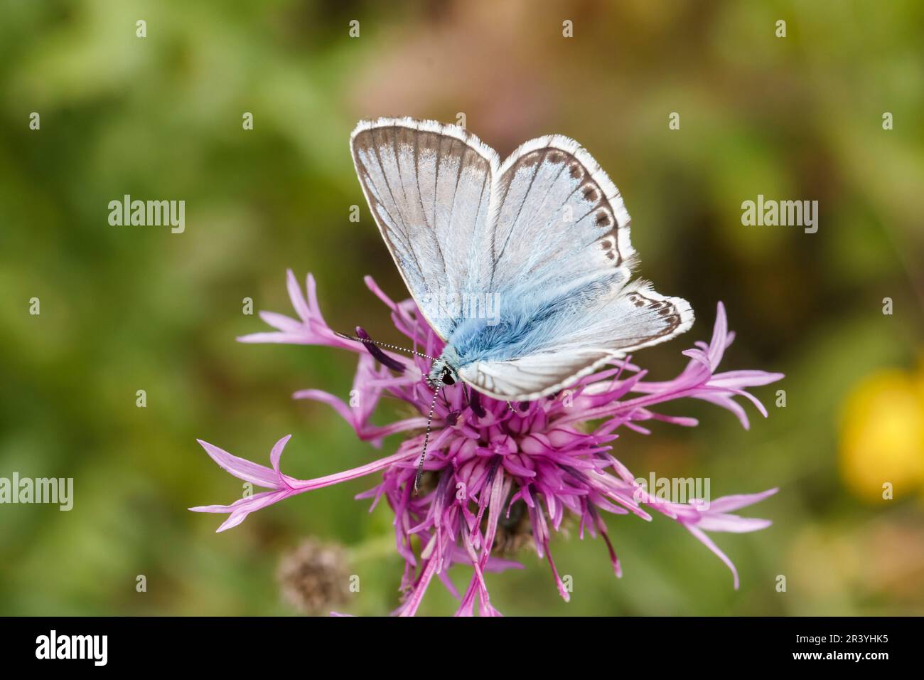 Lysandra coridon, syn. Polyommatus coridon (male), known as Chalkhill ...