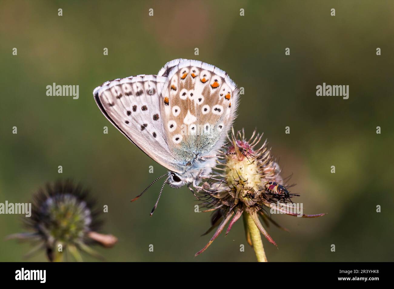 Lysandra coridon, syn. Polyommatus coridon (male), known as Chalkhill ...