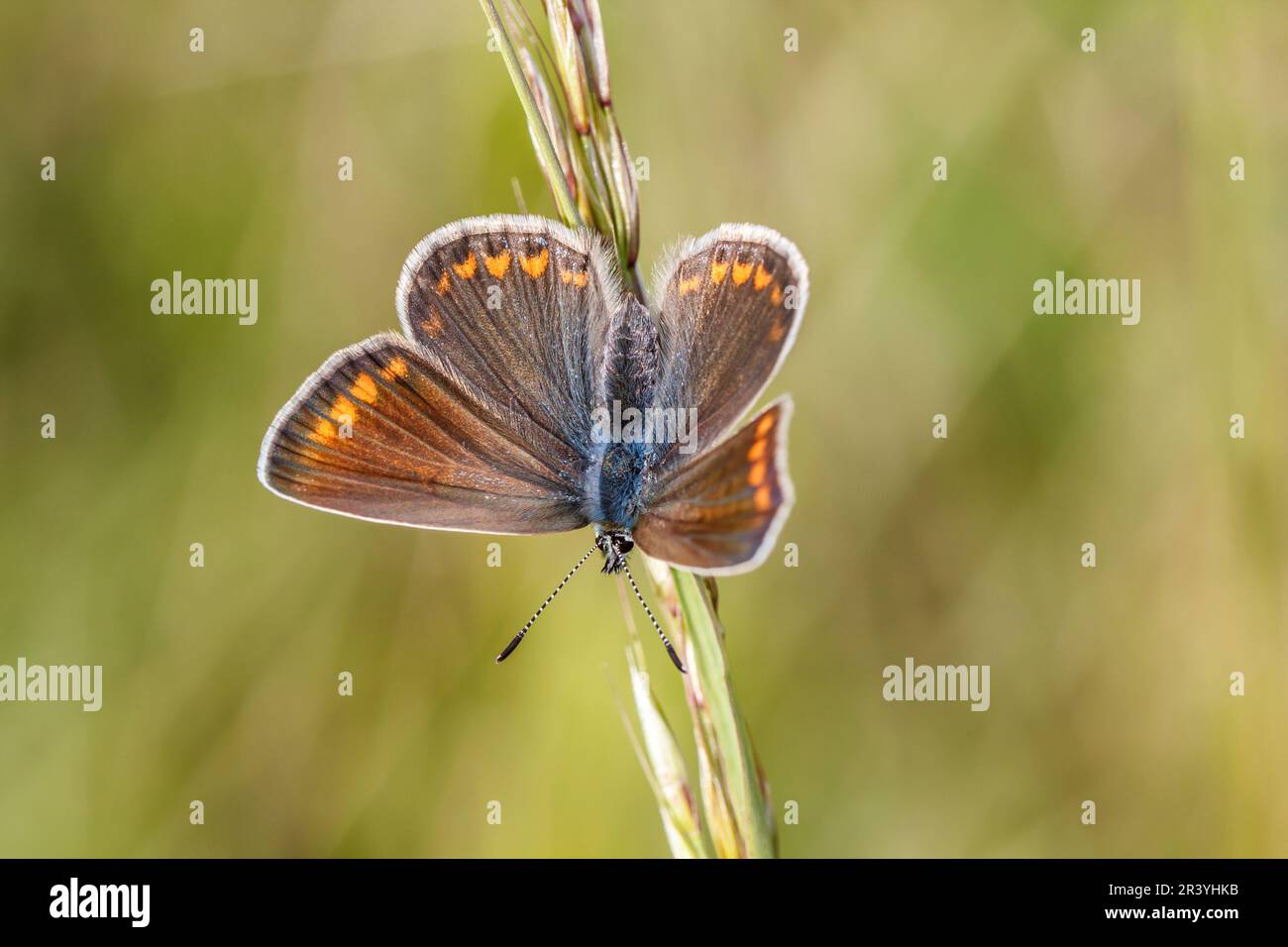 Polyommatus icarus (blue female butterfly), Common Blue butterfly ...