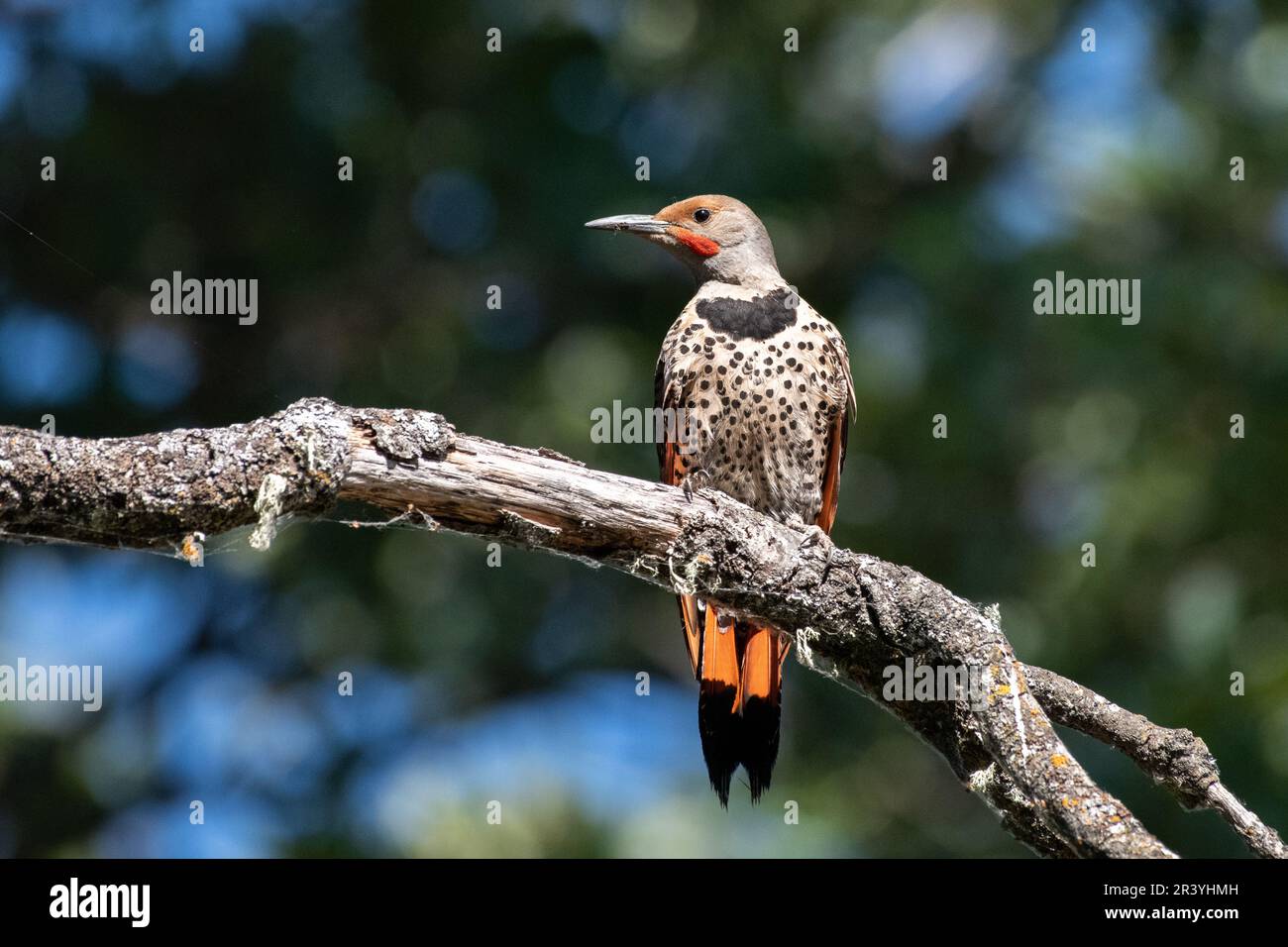 Northern flicker on a perch Stock Photo - Alamy