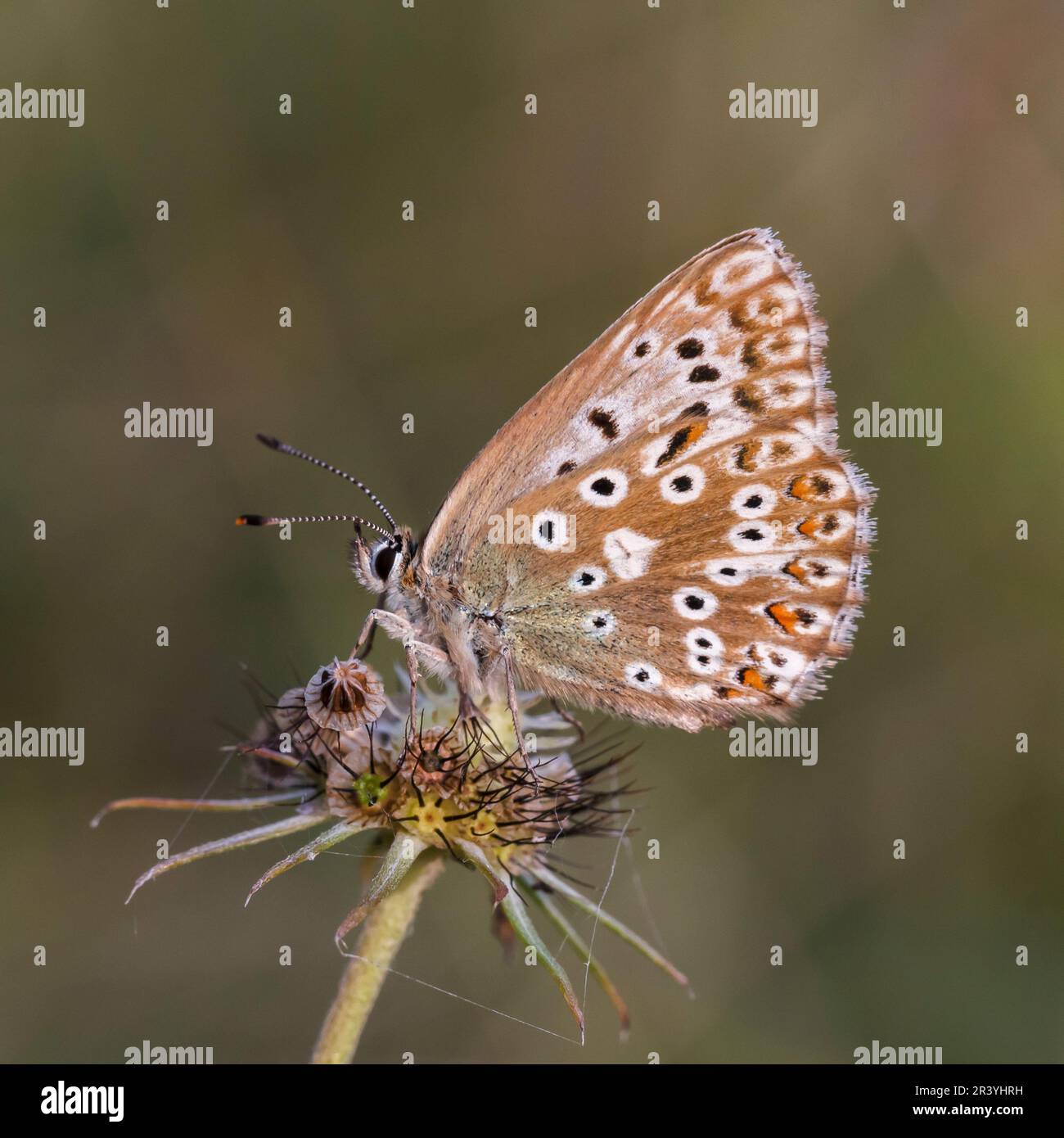 Lysandra coridon, Polyommatus coridon, (female butterfly), known as ...