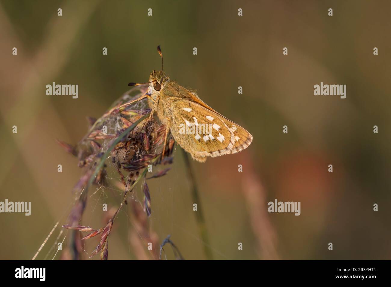 Hesperia comma, known as Silver-spotted skipper, Common branded skipper ...