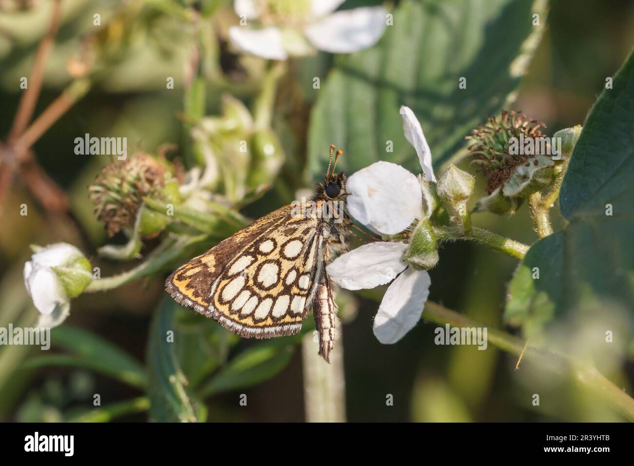 Checkered animals hi-res stock photography and images - Alamy