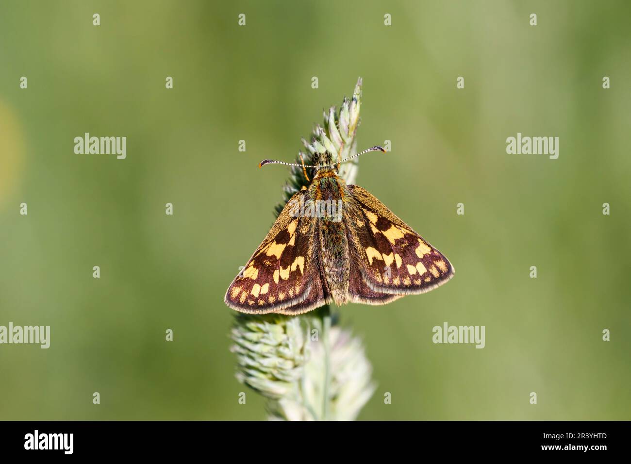 Carterocephalus palaemon, known as Chequered skipper butterfly Stock ...