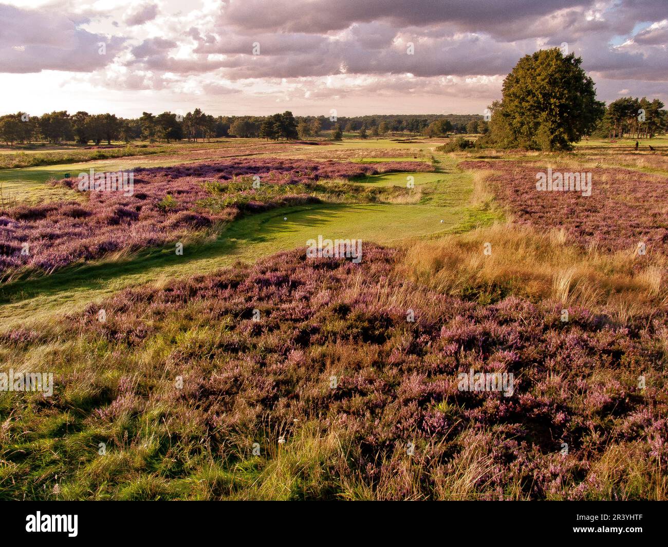 Walton Heath Golf Club, Surrey, UK - host of the August 2023 AIG WomenÕs Open Stock Photo - Alamy