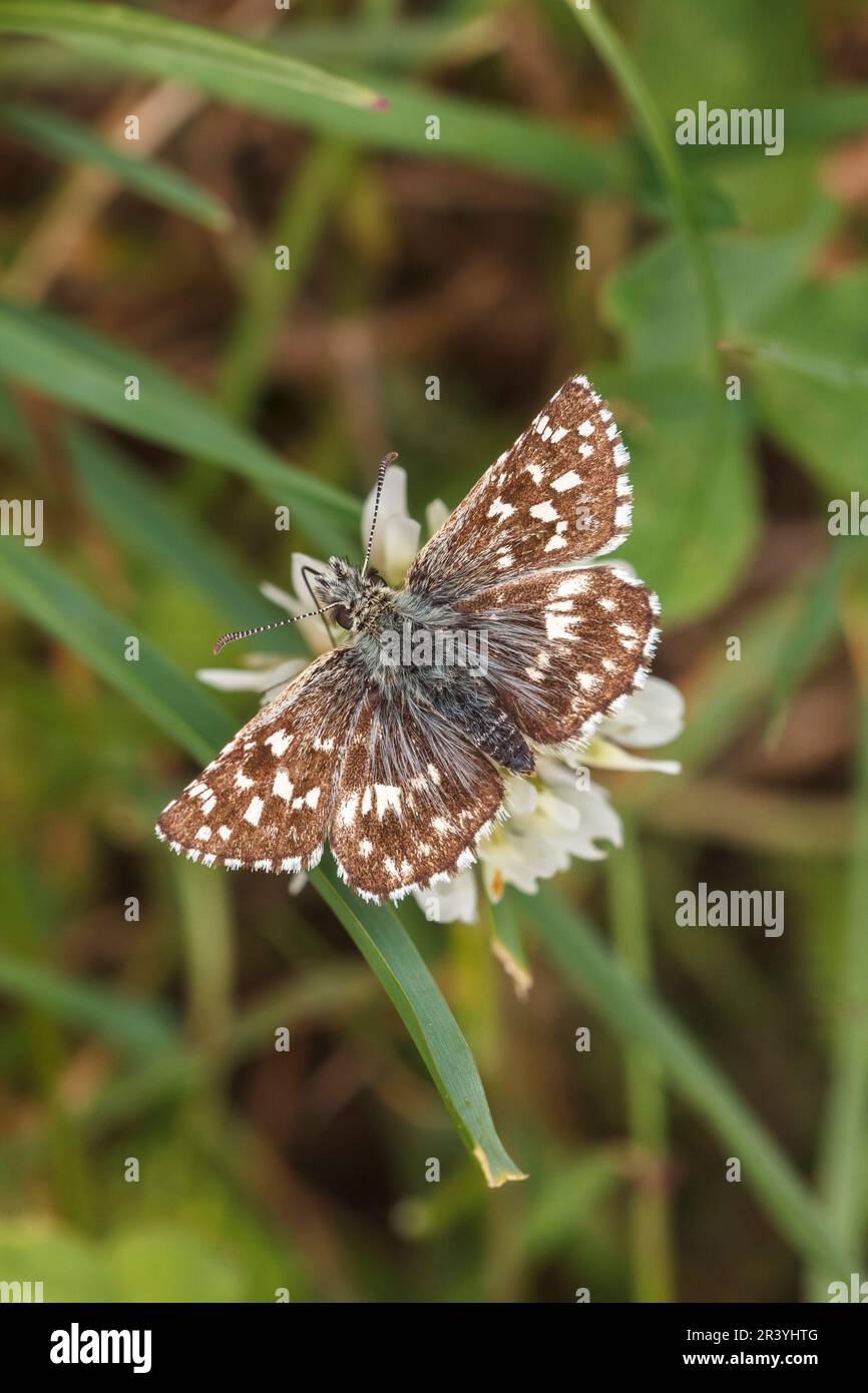Pyrgus malvae, known as Grizzled skipper Stock Photo - Alamy