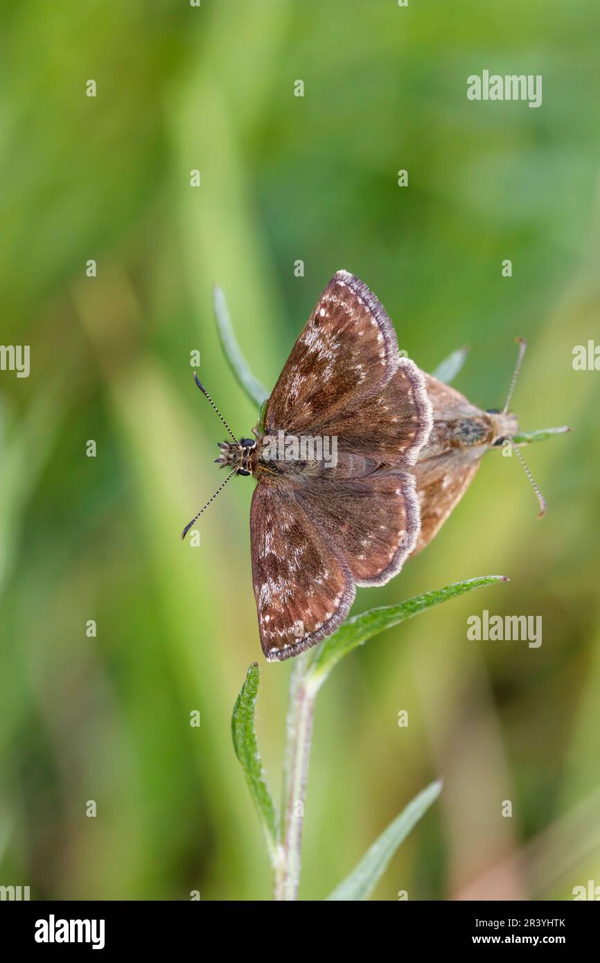 Erynnis tages, known as Dingy skipper Stock Photo - Alamy