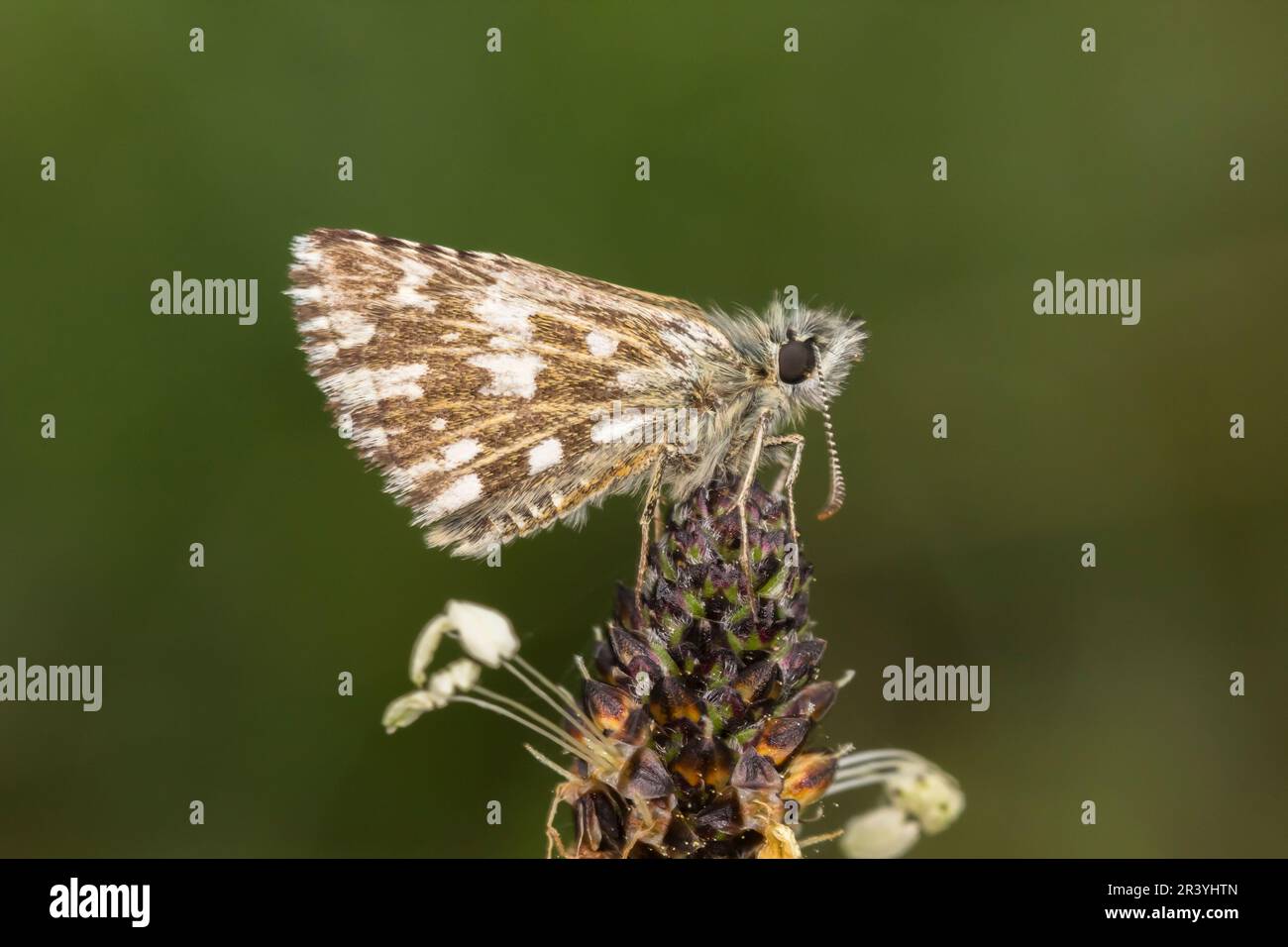 Pyrgus malvae, known as Grizzled skipper Stock Photo - Alamy