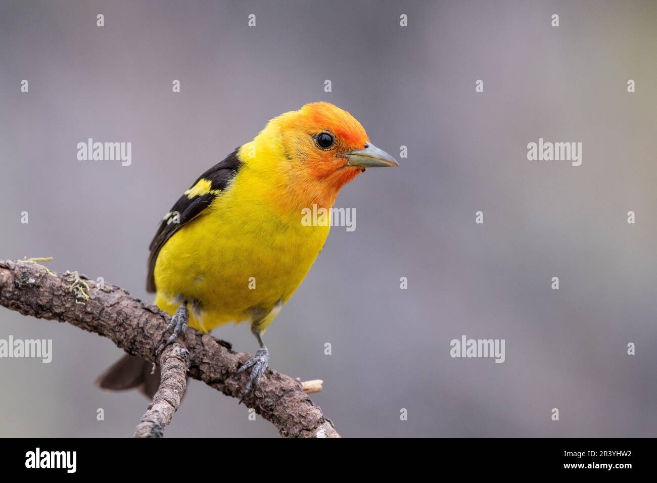 Western tanager on a perch Stock Photo - Alamy
