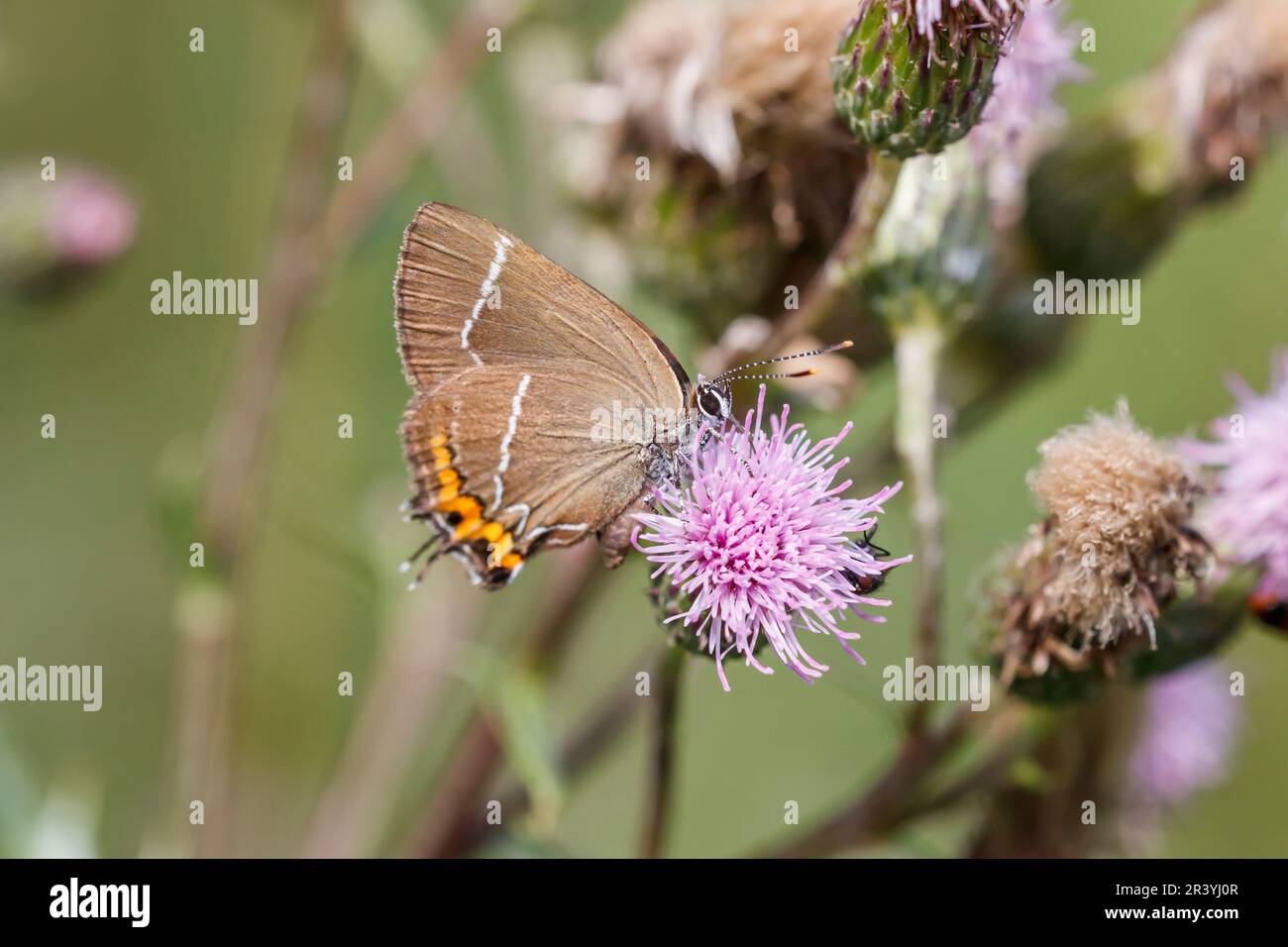 Satyrium w-album, commonly known as the White-letter hairstreak ...