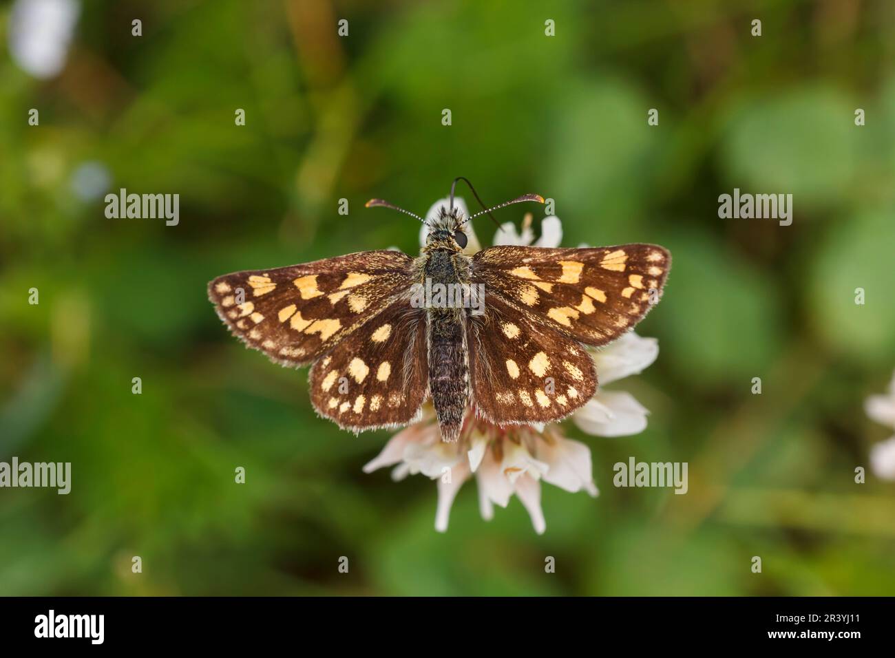 Carterocephalus palaemon, known as Chequered skipper butterfly Stock ...