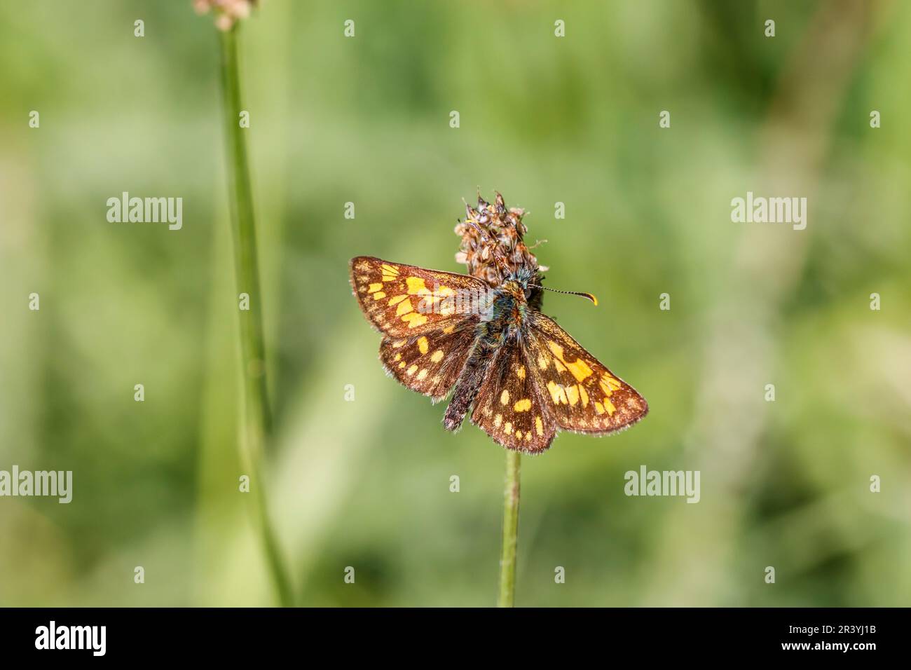 Carterocephalus palaemon, known as Chequered skipper butterfly Stock ...