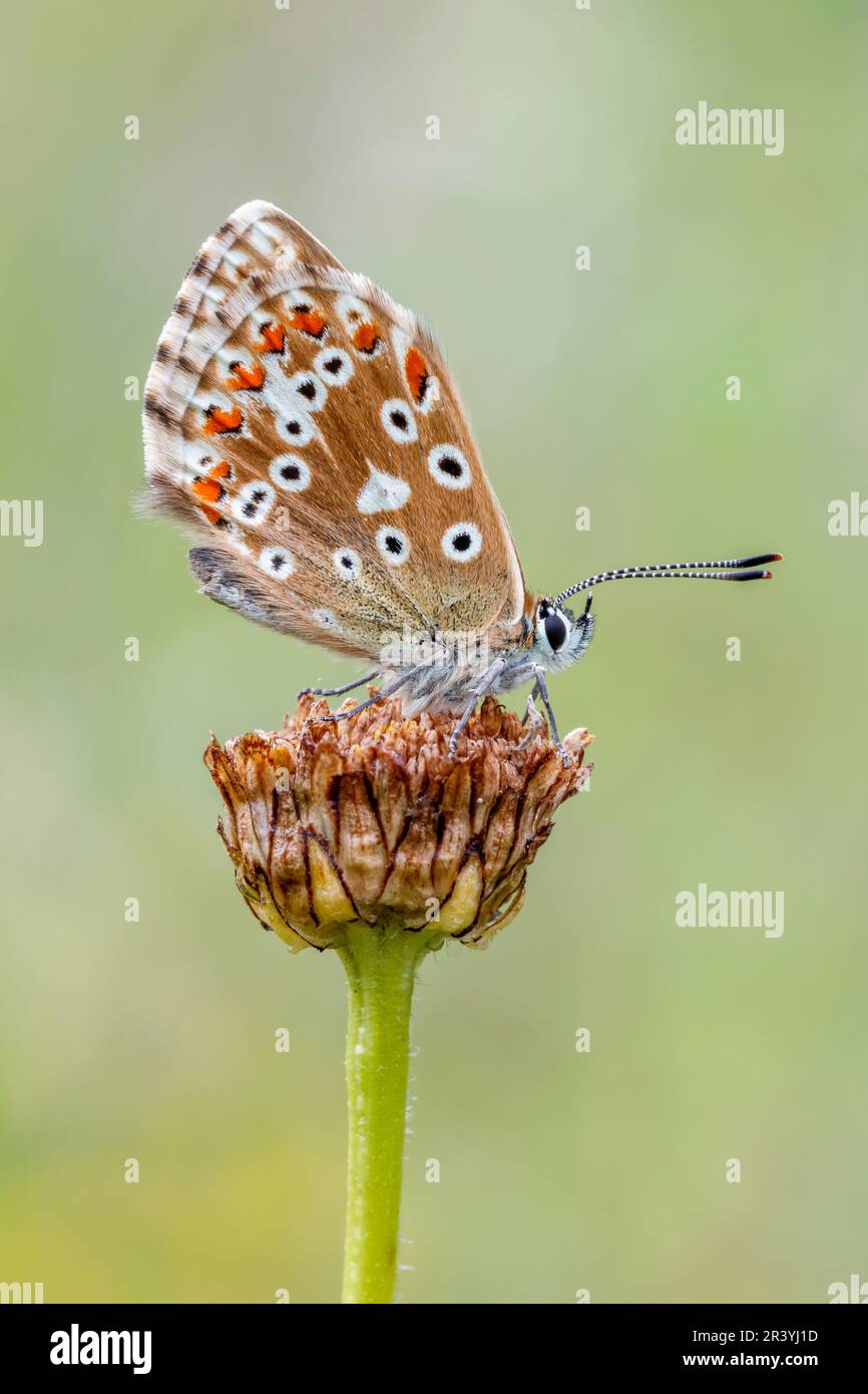 Lysandra coridon, Polyommatus coridon, (female butterfly), known as ...