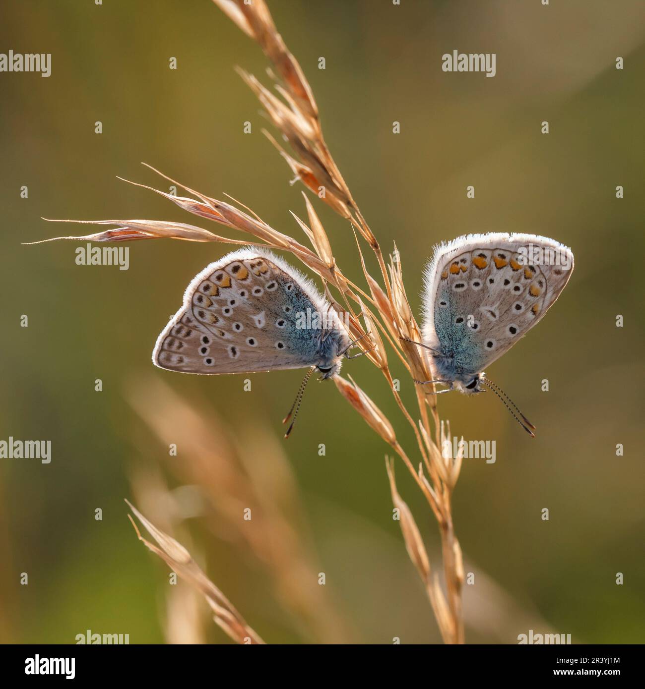 Polyommatus icarus, known as the Common blue butterfly, Common blue ...