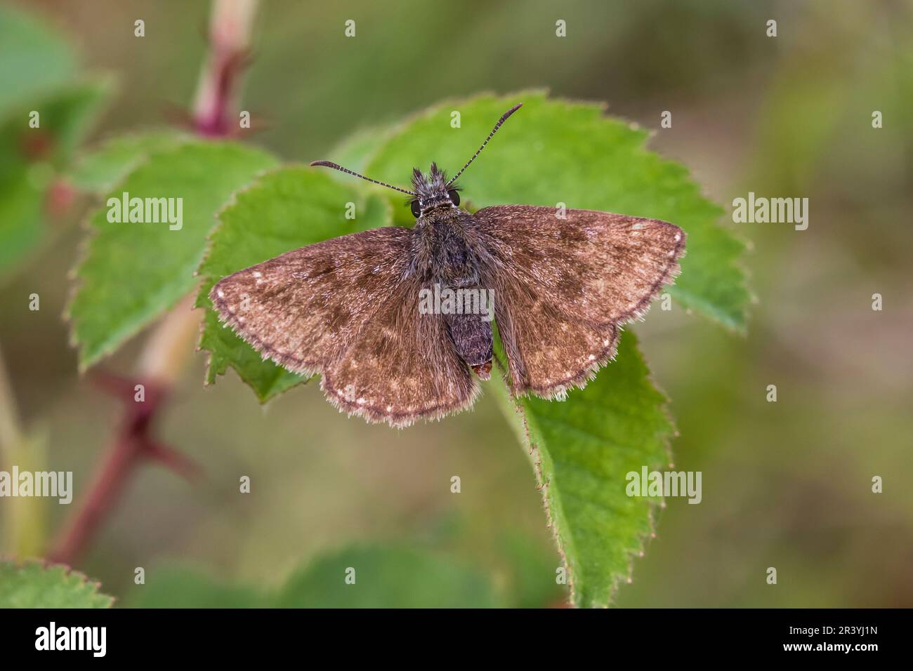 Erynnis tages, known as Dingy skipper Stock Photo - Alamy