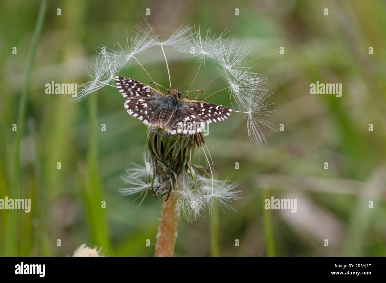 Pyrgus malvae, known as Grizzled skipper Stock Photo - Alamy