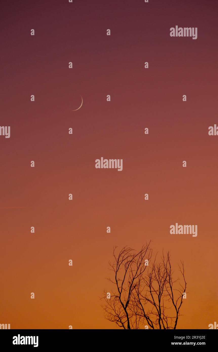small crescent moon and dry branches at sunset Stock Photo - Alamy