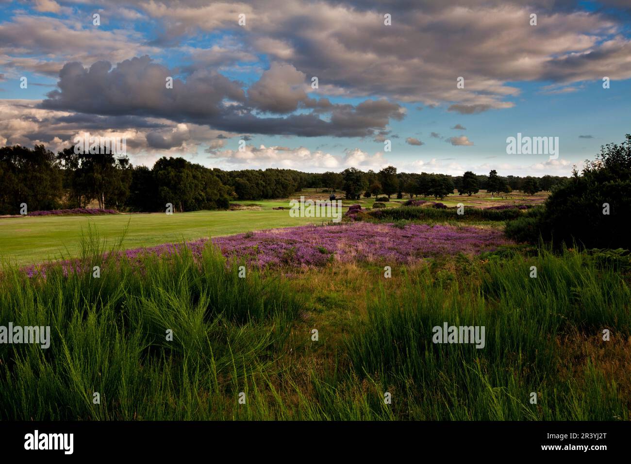 Walton Heath Golf Club, Surrey, UK - host of the August 2023 AIG WomenÕs Open Stock Photo - Alamy