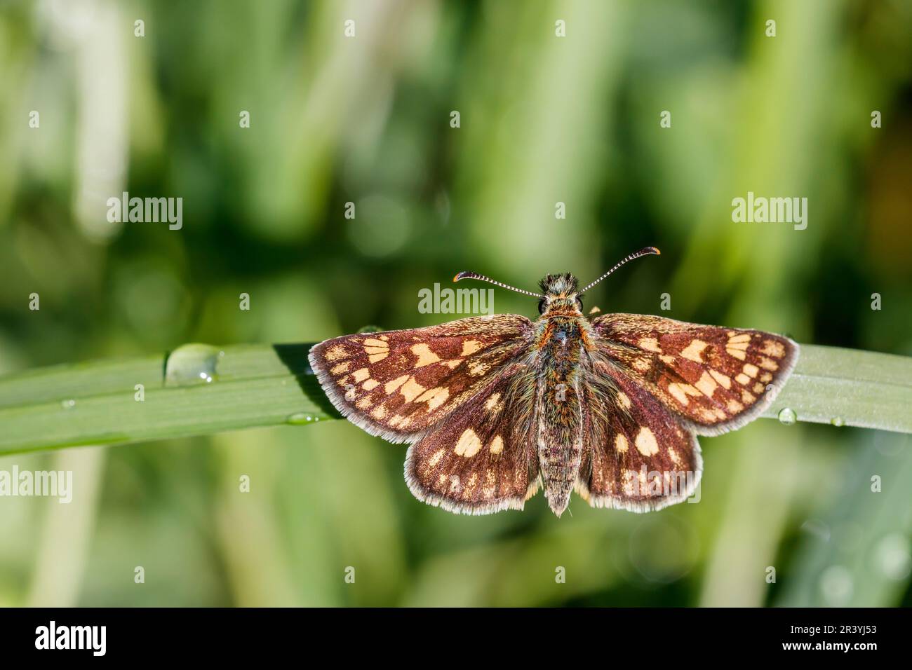 Carterocephalus palaemon, known as Chequered skipper butterfly Stock ...