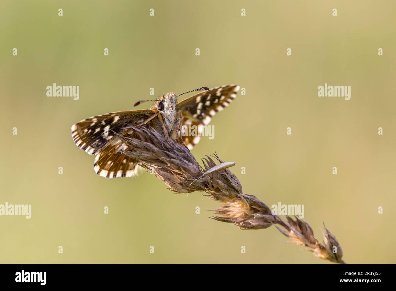 Pyrgus malvae, known as Grizzled skipper Stock Photo - Alamy