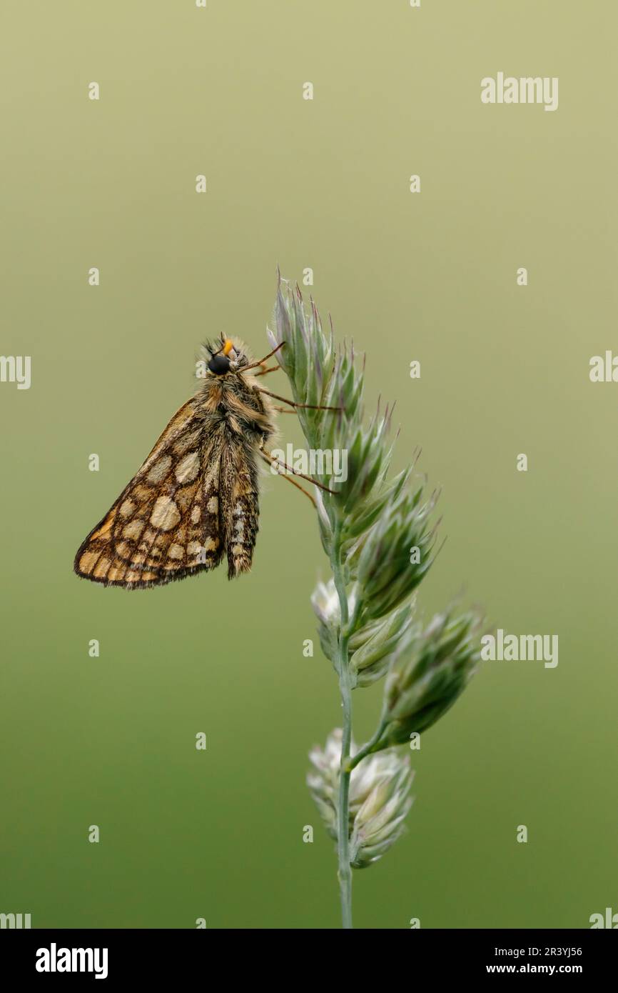 Carterocephalus palaemon, known as Chequered skipper butterfly Stock ...