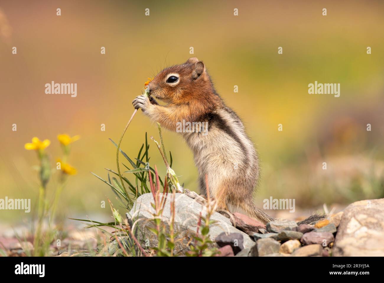 Golden-mantled ground squirrel eating a flower Stock Photo - Alamy