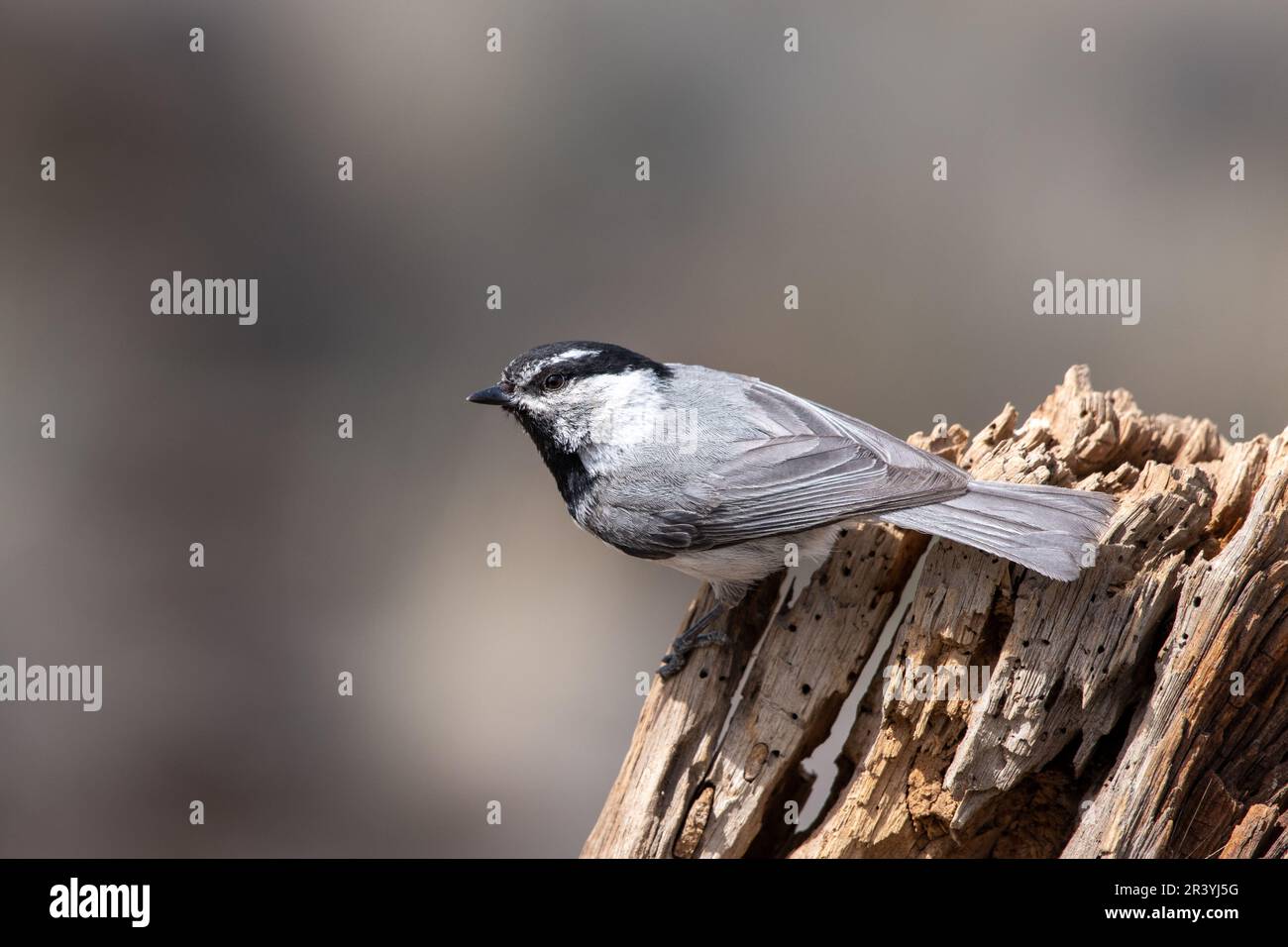 Mountain chickadee on a tree stump Stock Photo - Alamy