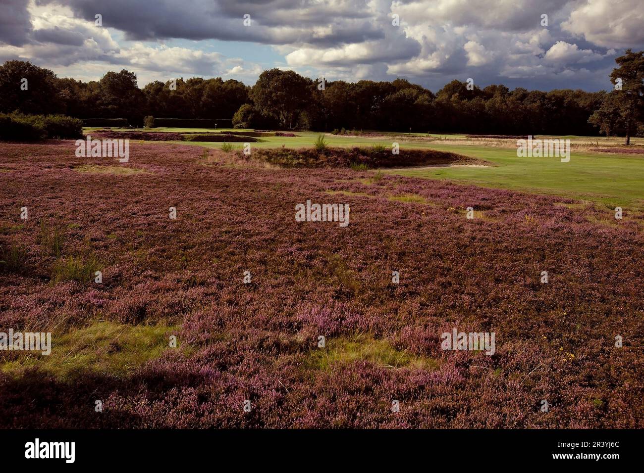 Walton Heath Golf Club, Surrey, UK - host of the August 2023 AIG WomenÕs Open Stock Photo - Alamy