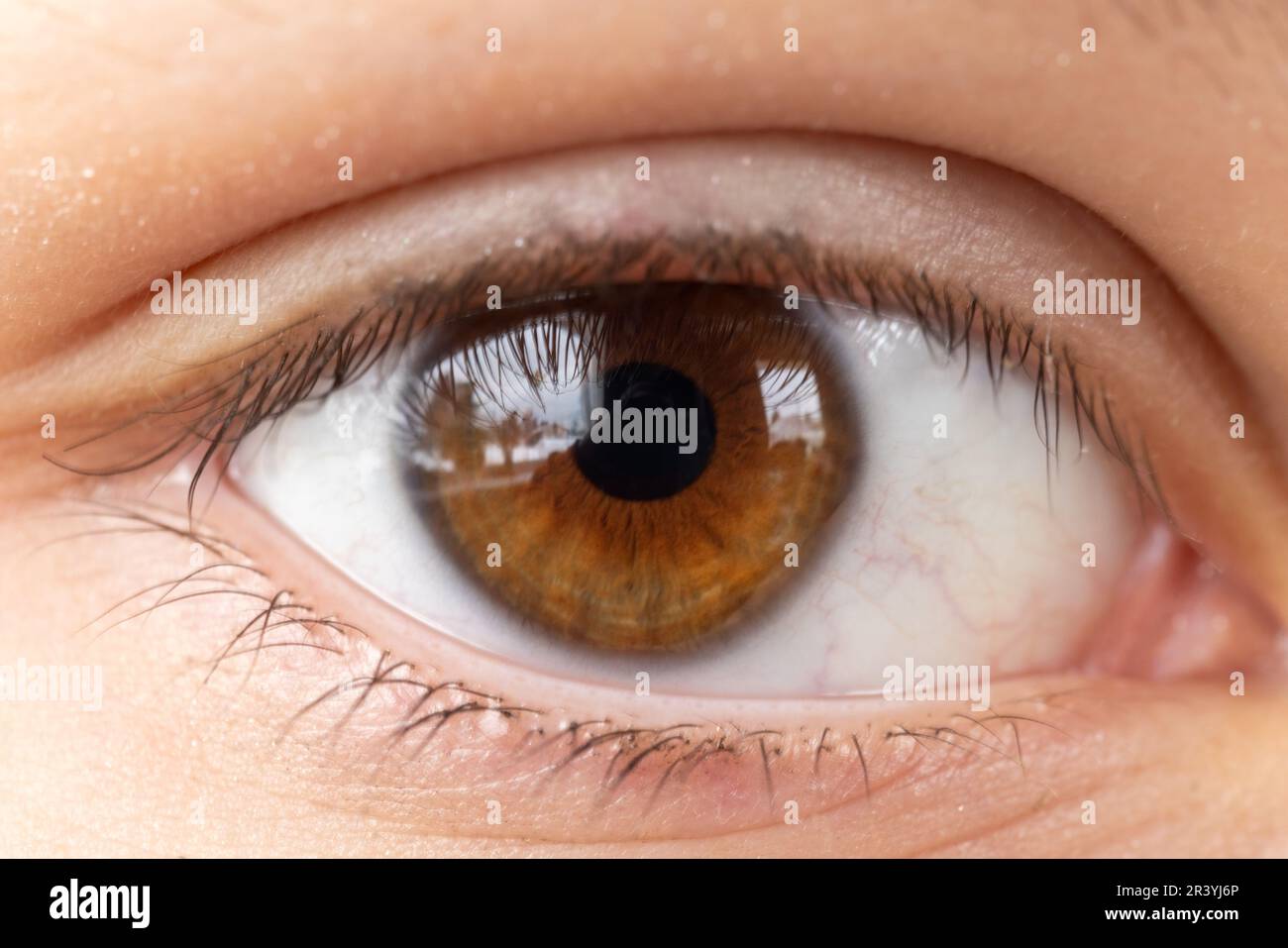 Close up photo of a human eye with brown iris Stock Photo - Alamy