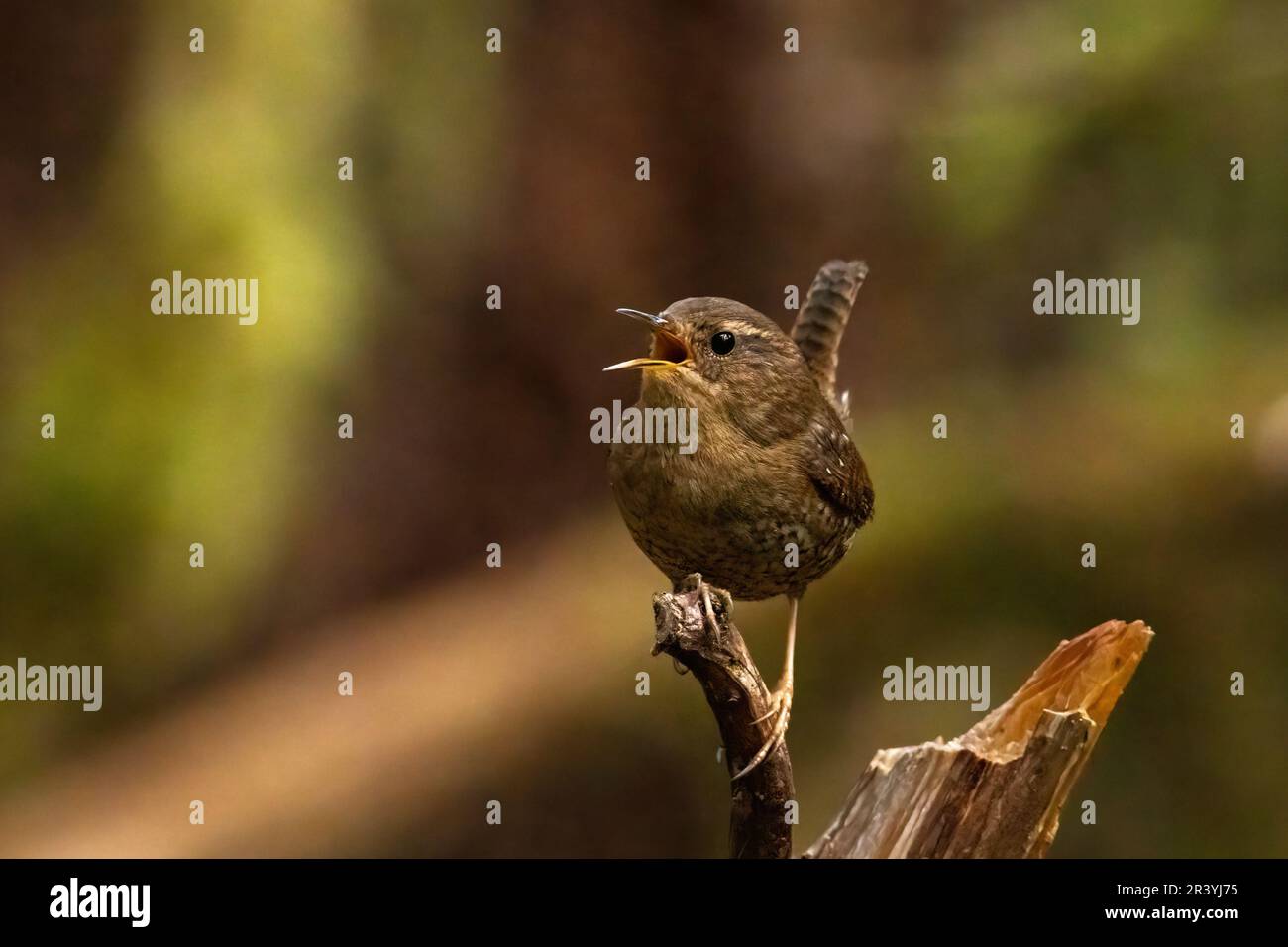 Pacific wren calling while on a perch Stock Photo - Alamy