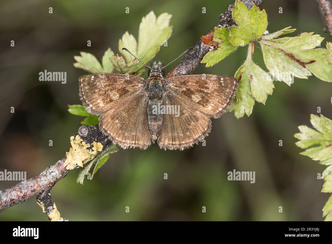Erynnis tages, known as Dingy skipper Stock Photo - Alamy