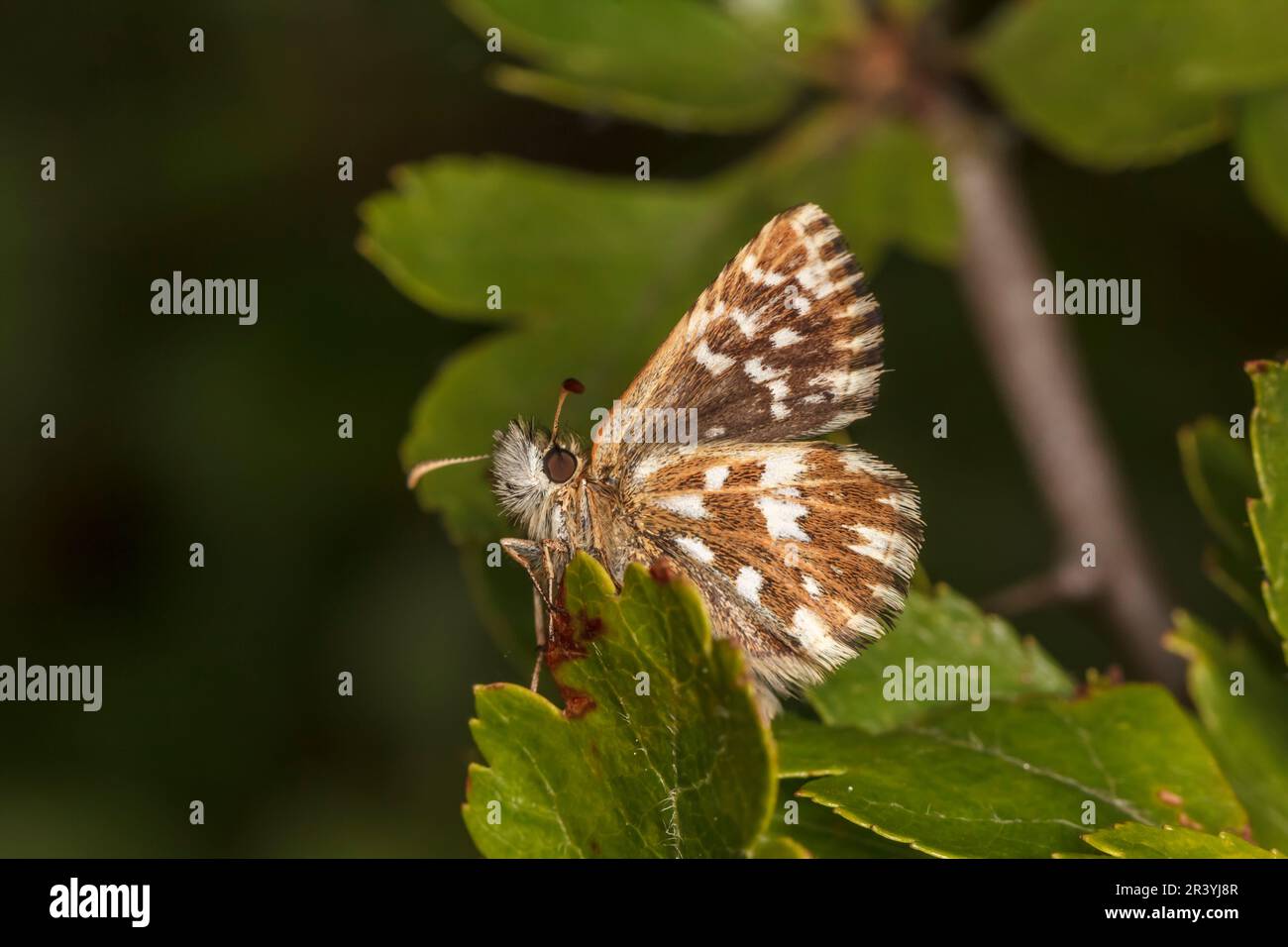 Pyrgus malvae, known as Grizzled skipper Stock Photo - Alamy