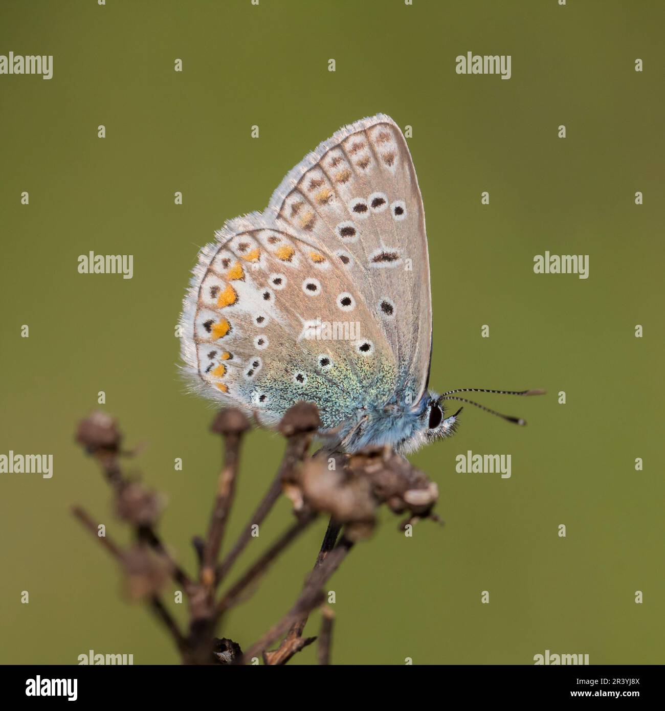 Polyommatus icarus (male butterfly) known as Common blue butterfly ...