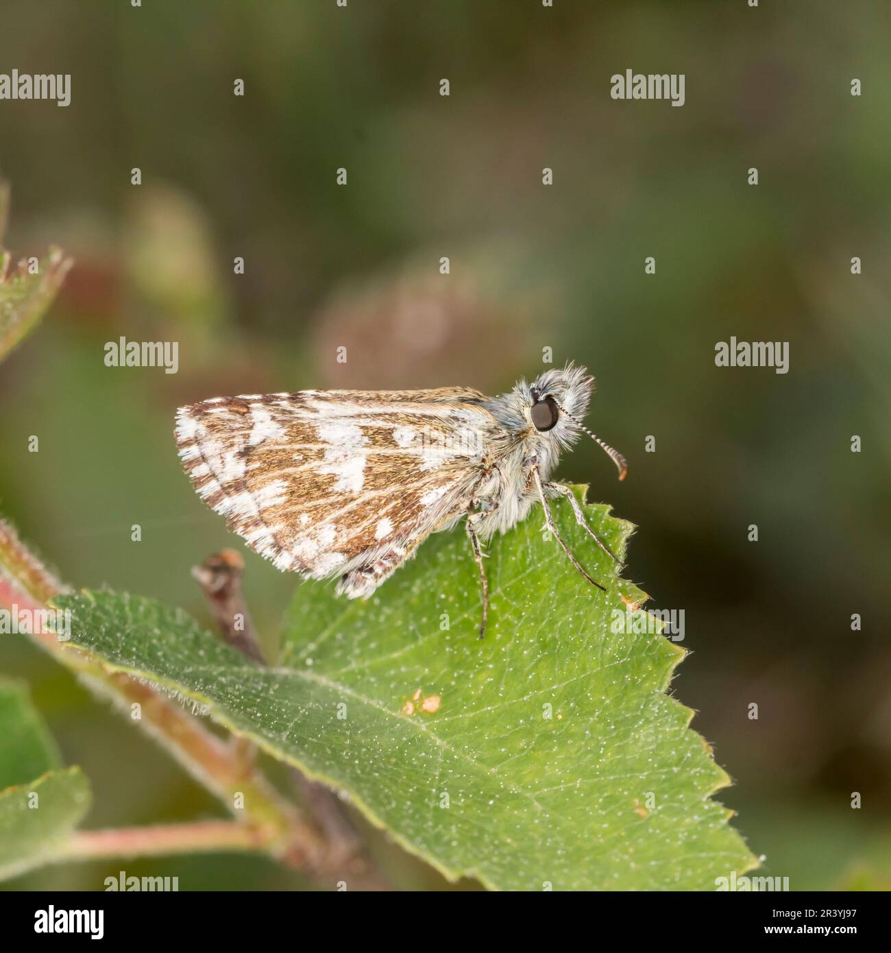 Pyrgus malvae, known as Grizzled skipper Stock Photo - Alamy