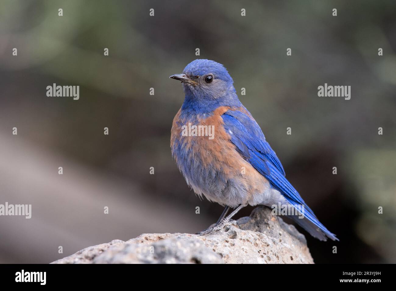 Blue rock thrushes hi-res stock photography and images - Alamy