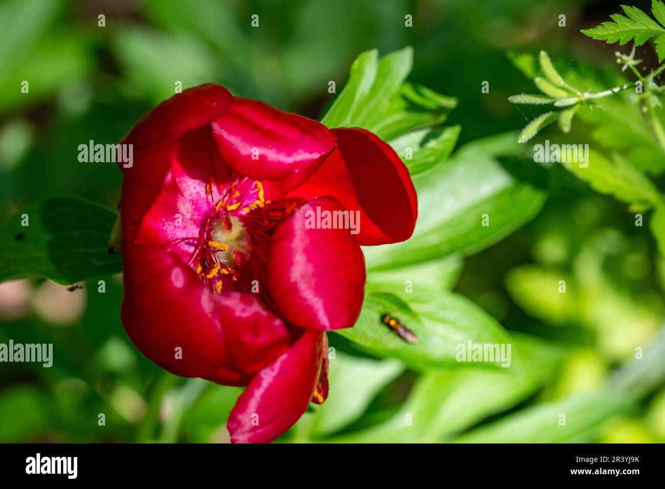 red delicate paeonia peregrina in dobrogea region, romania Stock Photo ...