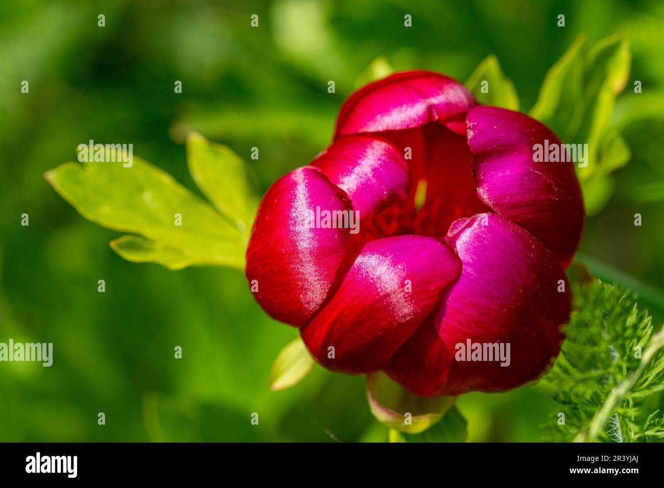 red delicate paeonia peregrina in dobrogea region, romania Stock Photo ...