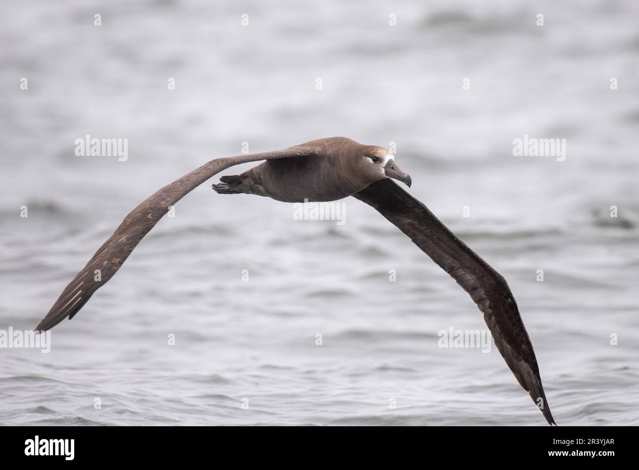 Black-footed albatross flying over the ocean Stock Photo - Alamy