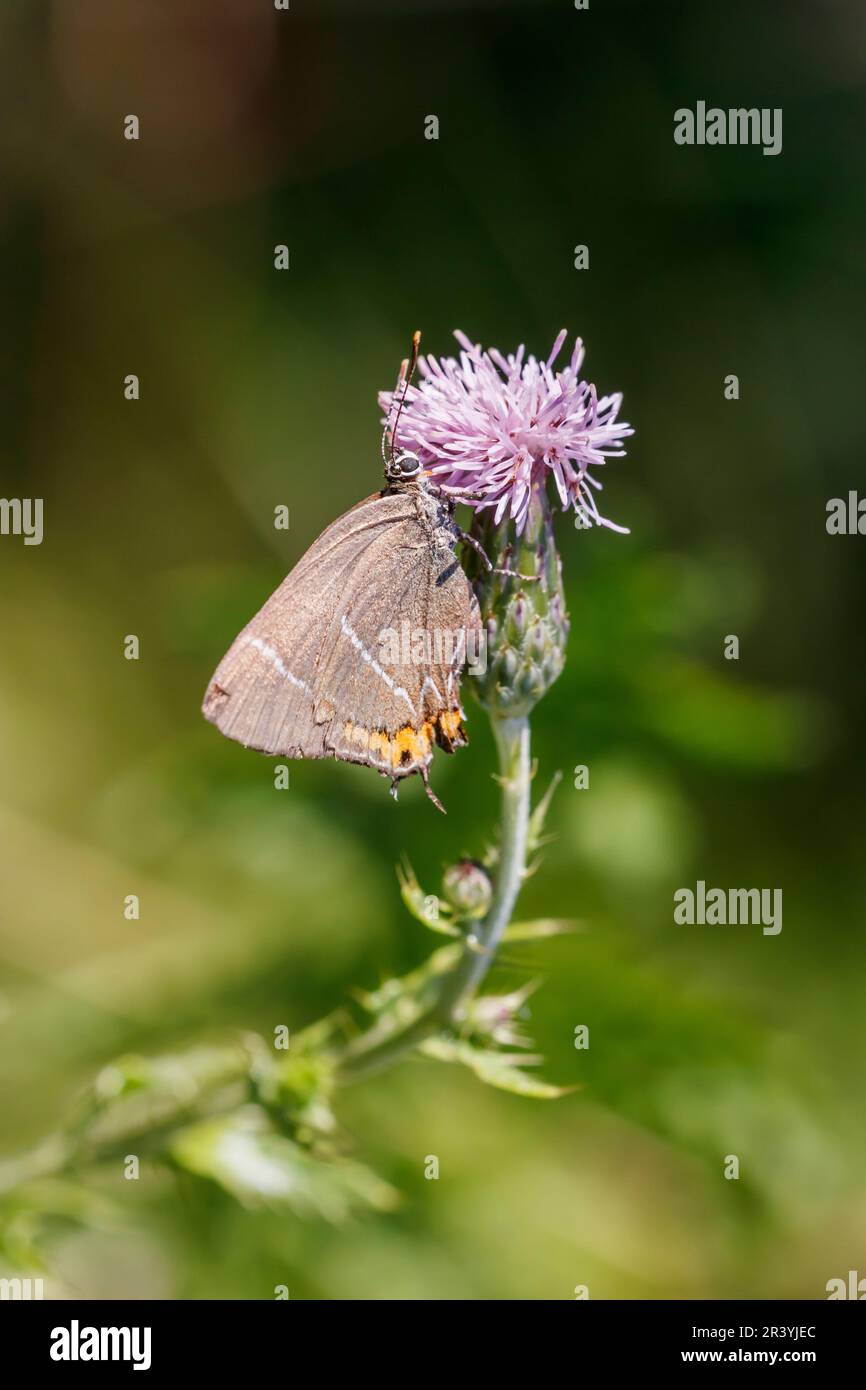 Satyrium w-album, commonly known as the White-letter hairstreak ...